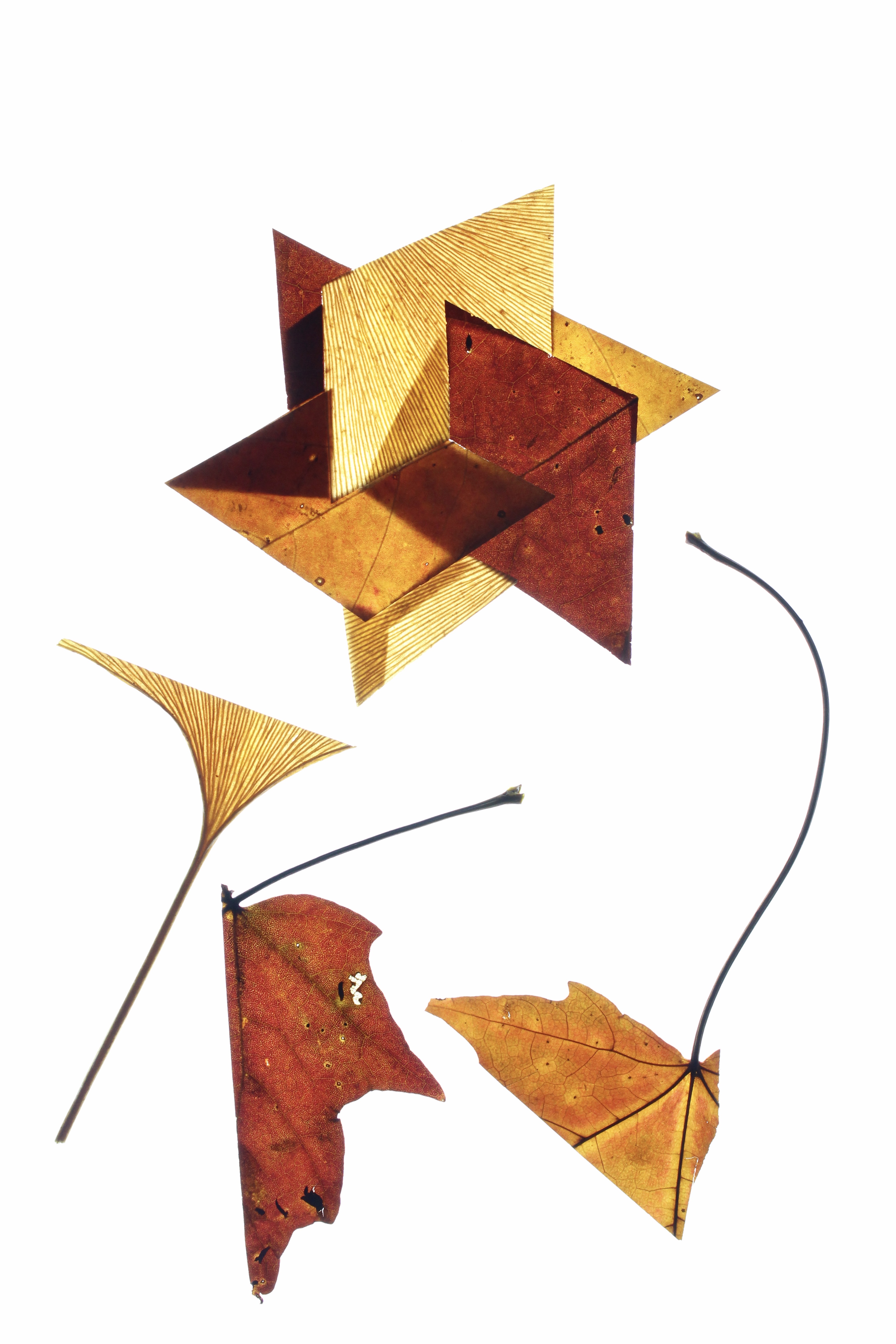11/25/23 Leaf Collage Workshop | Pathways ARTS